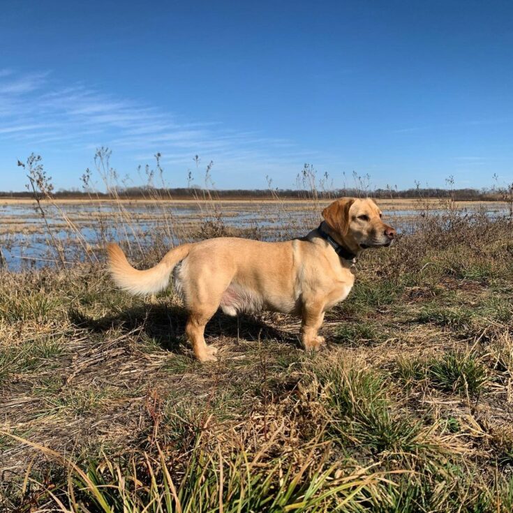 40 Basset Hound Mixes You Need To Know About