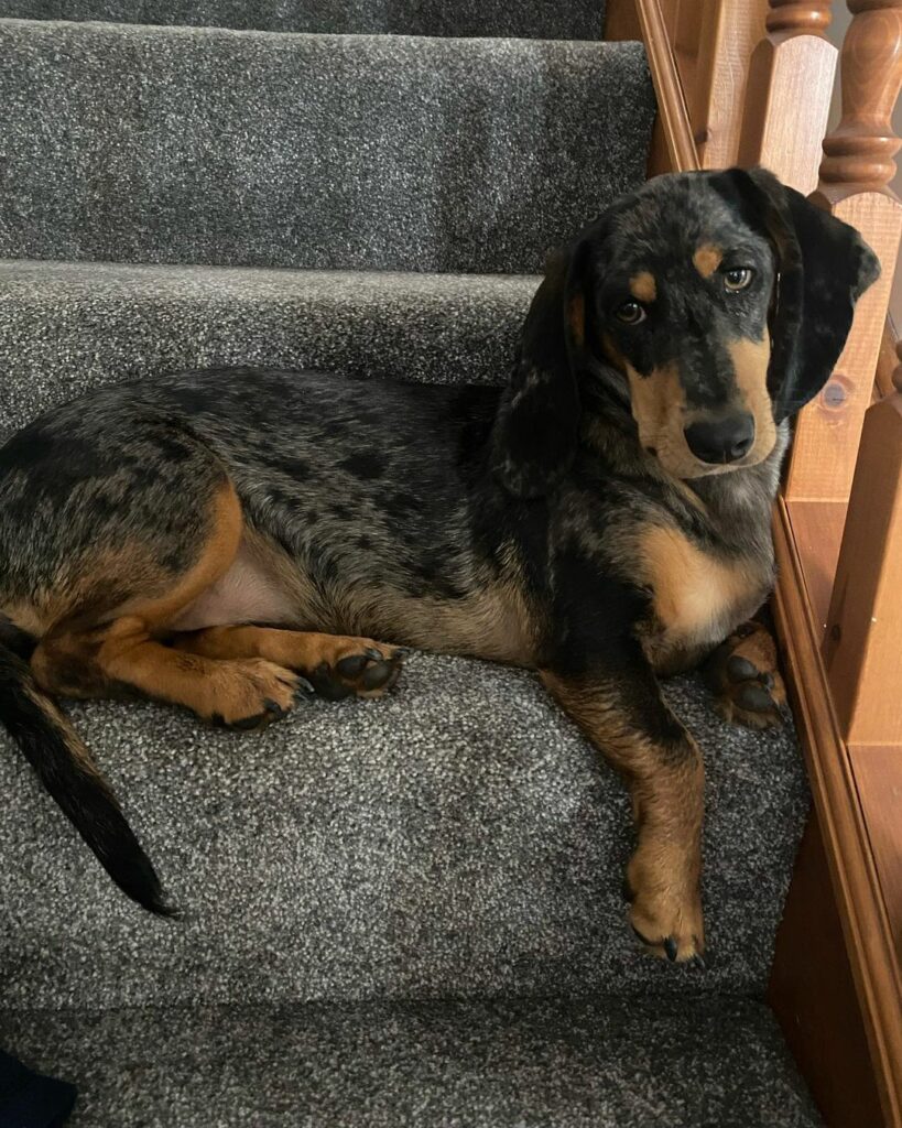 40 Basset Hound Mixes You Need To Know About