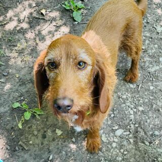 40 Basset Hound Mixes You Need To Know About