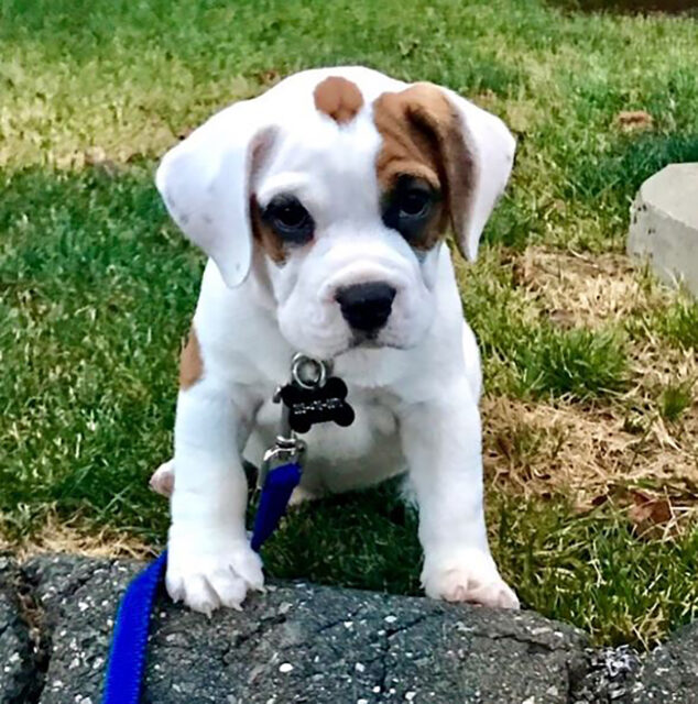 44 Perfect English Bulldog Mixes That You Will Simply Adore