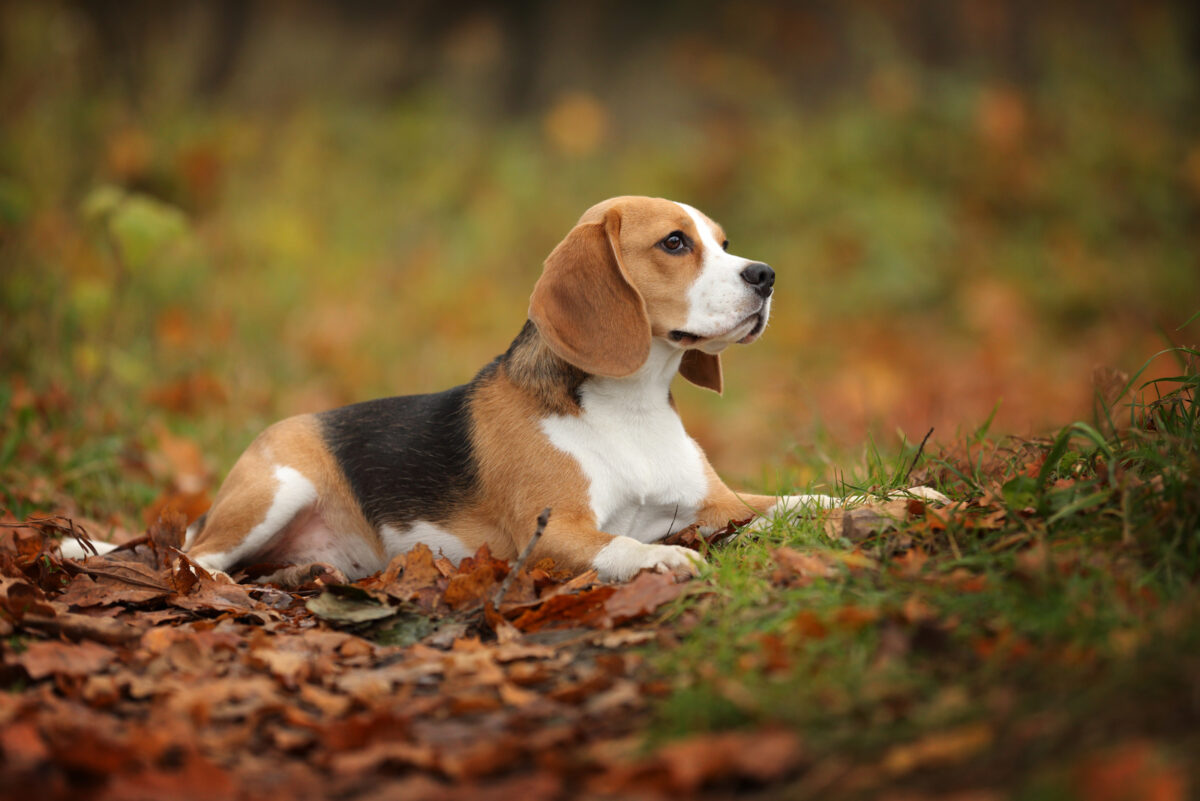 What Were Beagles Bred For: The History Of This Dog Breed