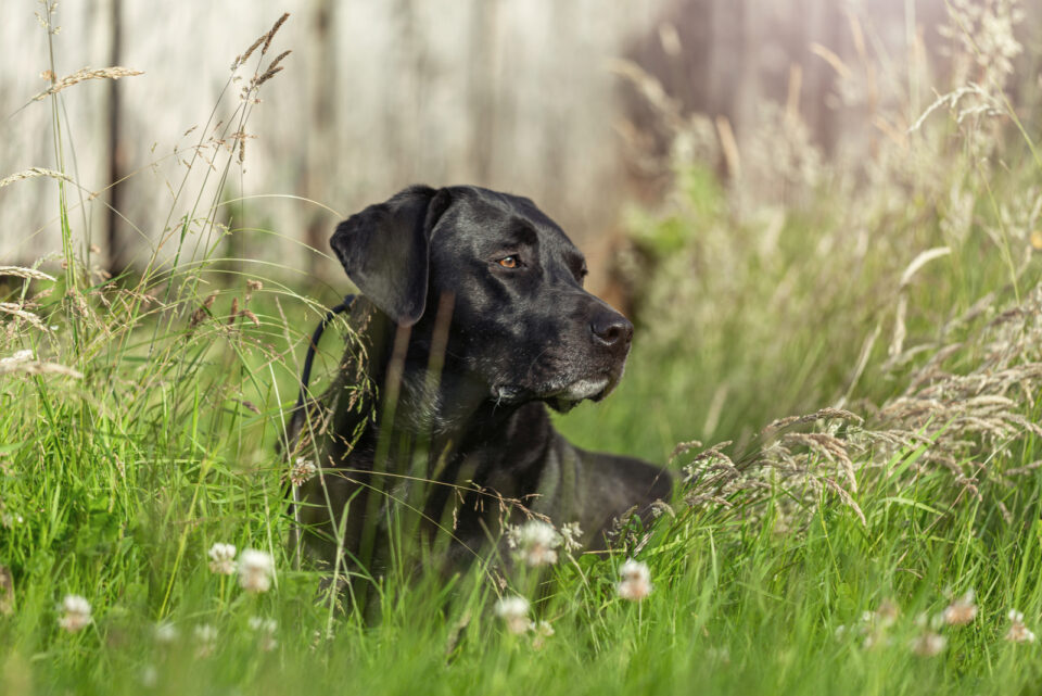 5+ Rhodesian Ridgeback Colors: All Shades Of A Lion Dog