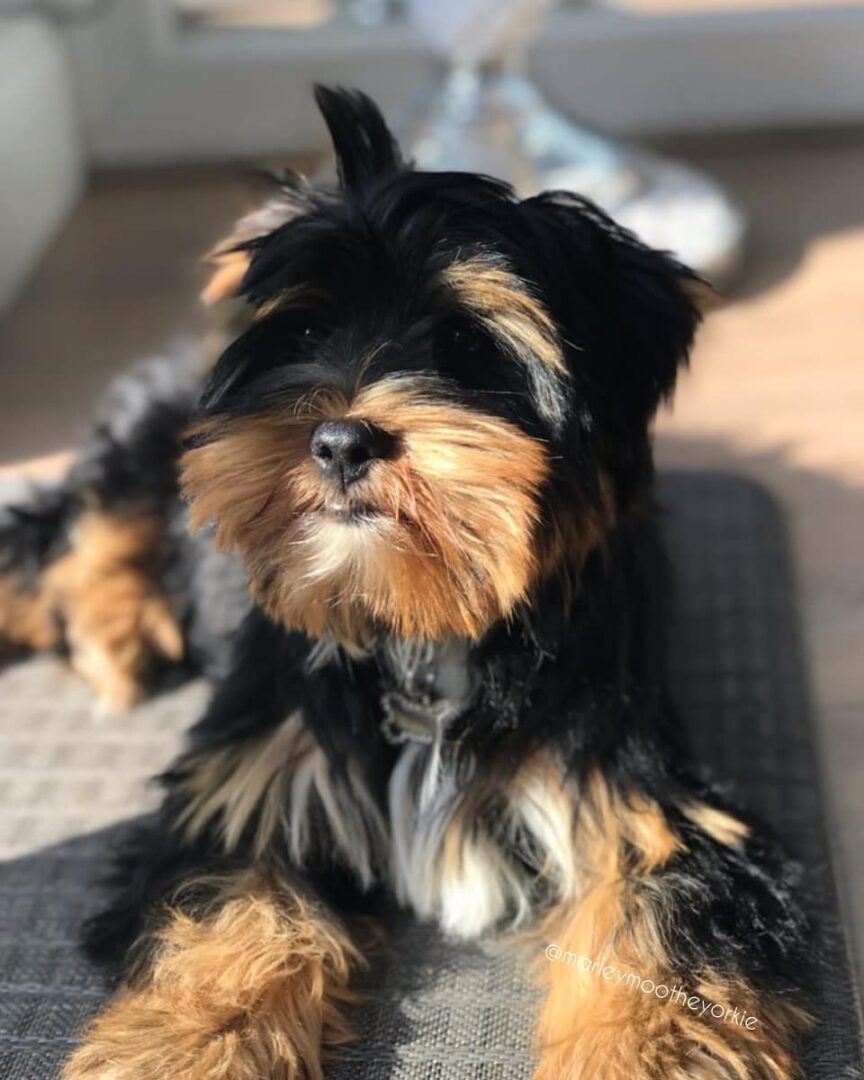 8 Yorkie Colors: Let’s Meet These Puppy Fashionistas