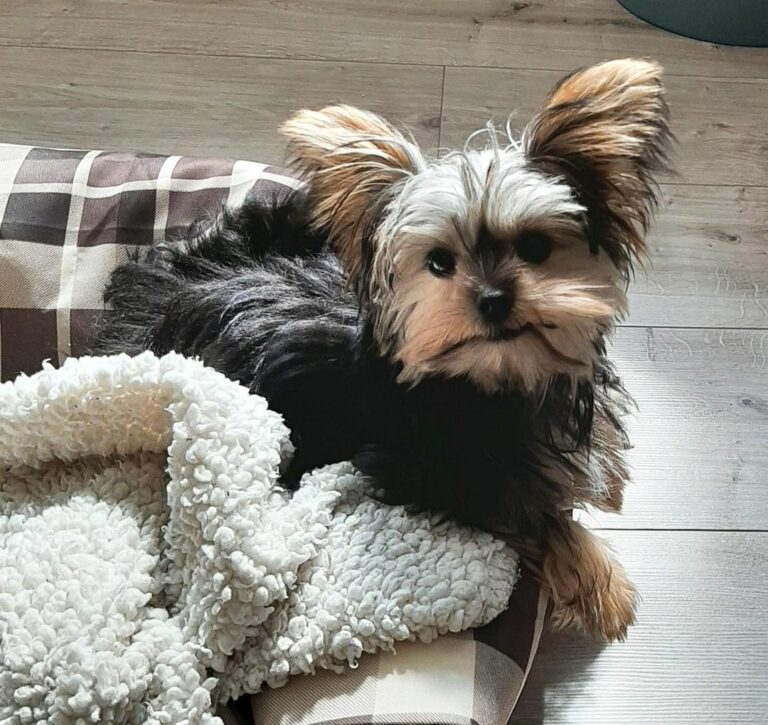 8 Yorkie Colors: Let’s Meet These Puppy Fashionistas
