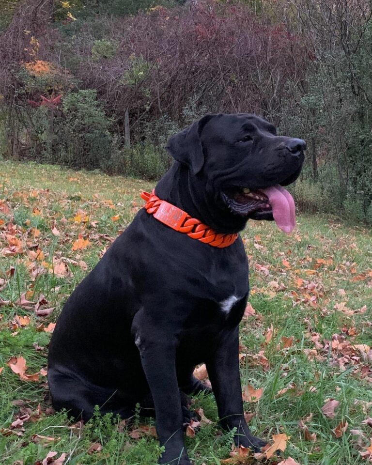 Boerboel 4 Colors & 4 Markings: Get To Know This Dog's Coat