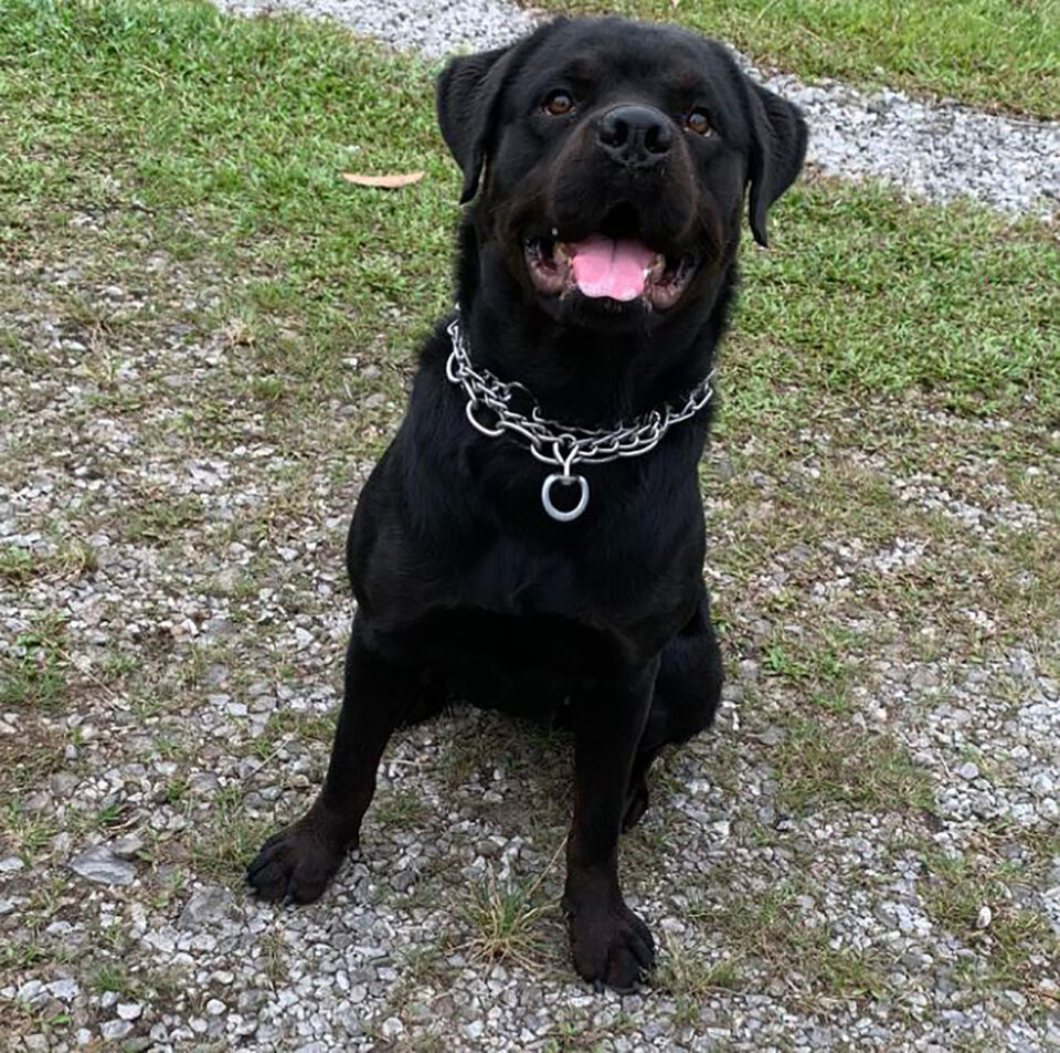 Rottweiler Colors: Do Rotties Only Come In Black And Mahogany?