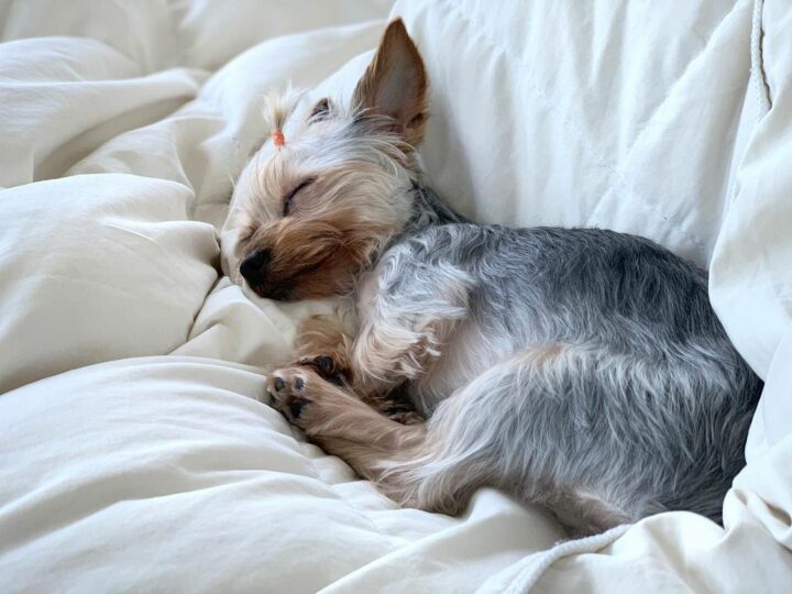 8 Yorkie Colors: Let’s Meet These Puppy Fashionistas