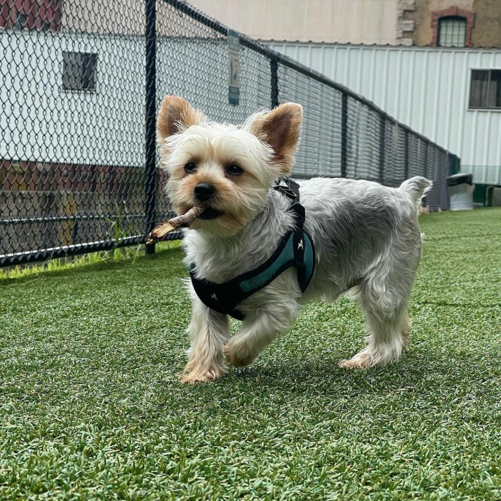 8 Yorkie Colors: Let’s Meet These Puppy Fashionistas