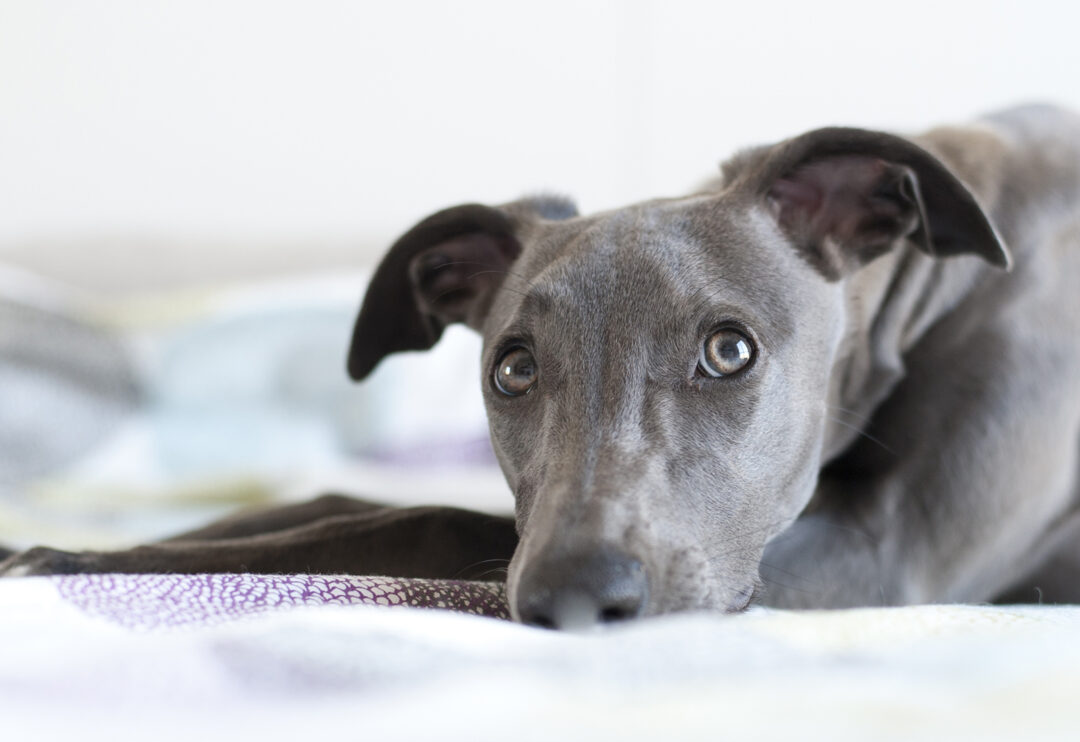 10+ Whippet Colors: Everything You Need To Know
