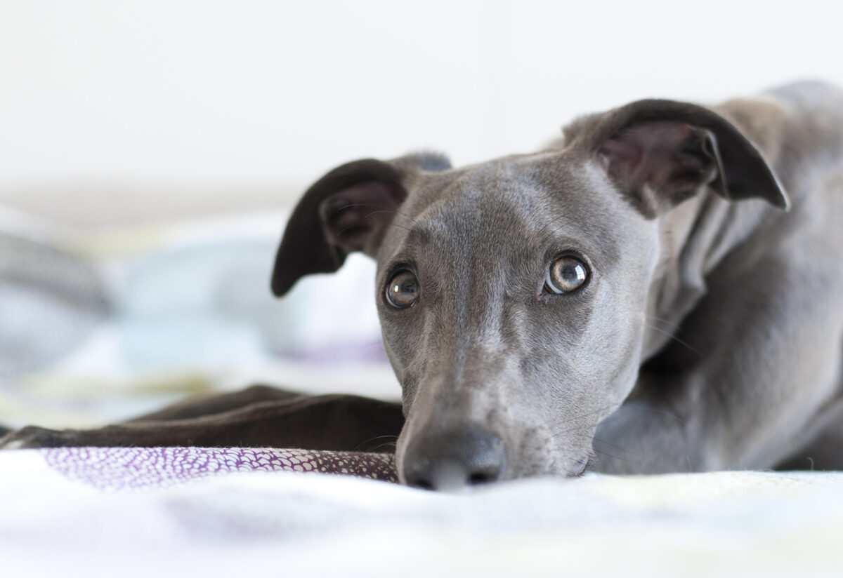 10+ Whippet Colors: Everything You Need To Know