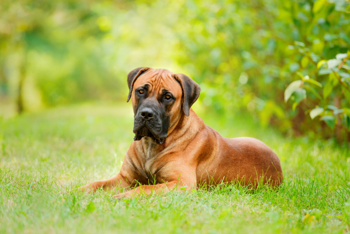Boerboel 4 Colors & 4 Markings: Get To Know This Dog's Coat
