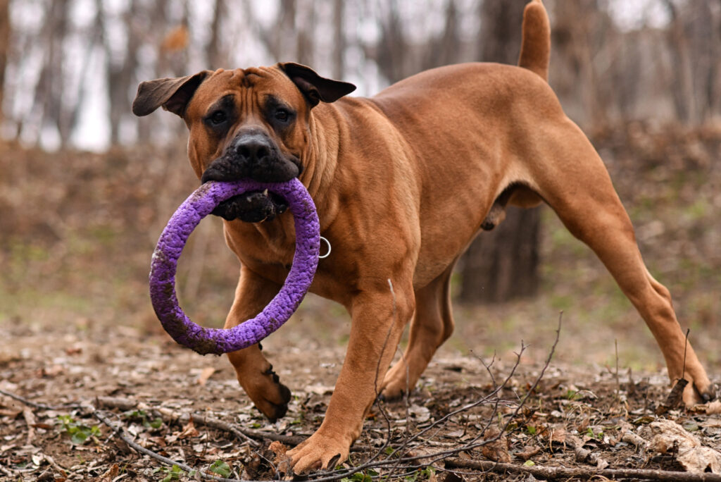 Boerboel 4 Colors & 4 Markings: Get To Know This Dog's Coat
