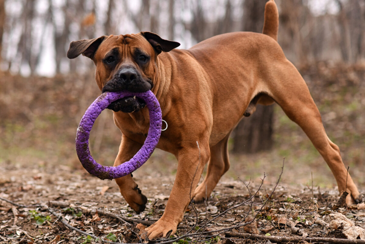 Boerboel 4 Colors & 4 Markings: Get To Know This Dog's Coat