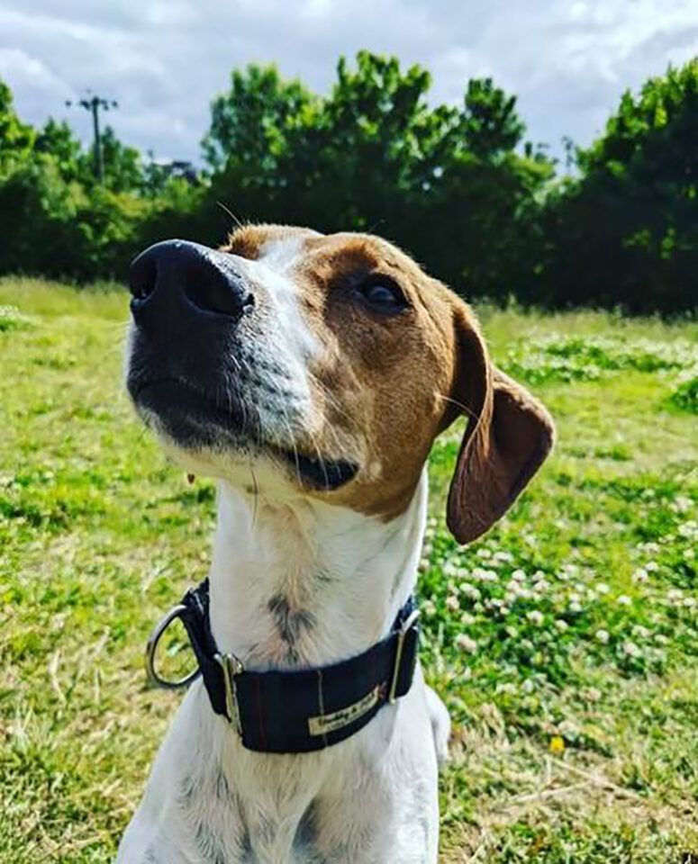 German Shorthaired Pointer Mixes: Meet 15 Smart Dog Breeds