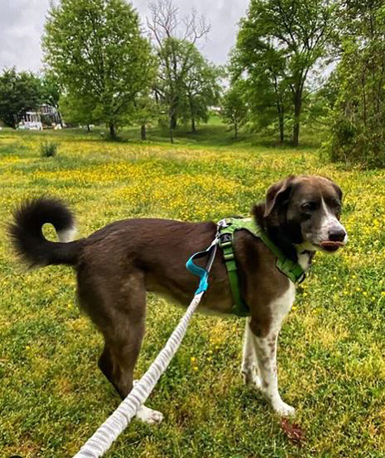 German Shorthaired Pointer Mixes: Meet 15 Smart Dog Breeds