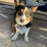 43 Border Collie Mixes: Remarkable “Canine Einsteins”