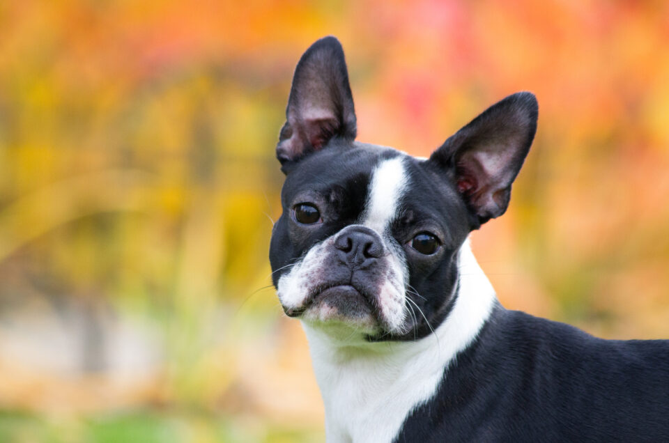 9 Boston Terrier Colors That You Will Adore (With Pictures)
