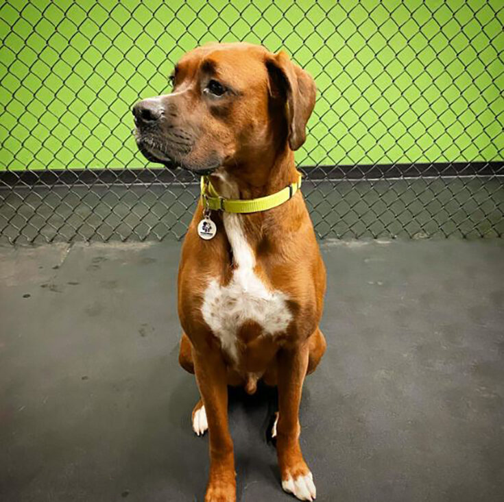 German Shorthaired Pointer Mixes: Meet 15 Smart Dog Breeds