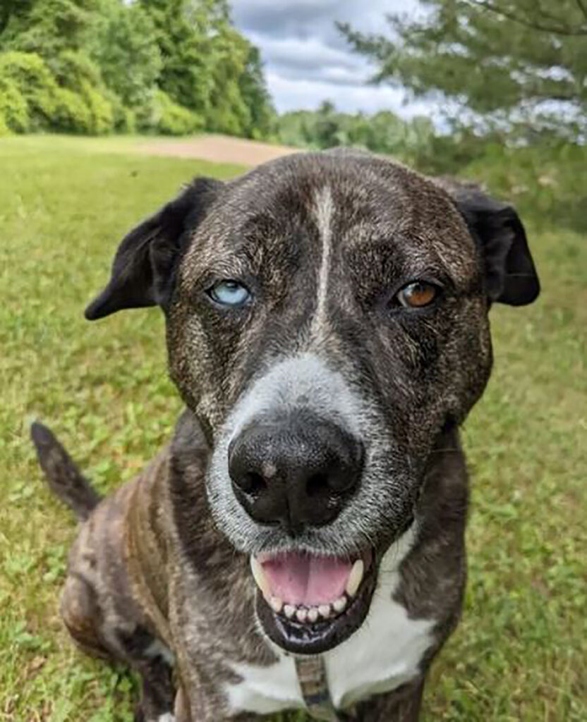 26 Siberian Husky Mixes The Mixed Breeds You Have To Check Out