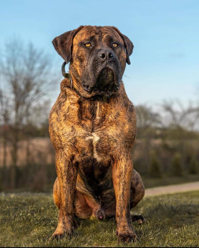 Boerboel 4 Colors & 4 Markings: Get To Know This Dog's Coat