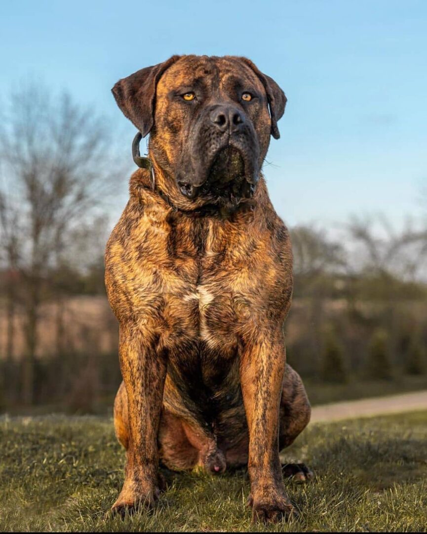 Boerboel 4 Colors & 4 Markings: Get To Know This Dog's Coat
