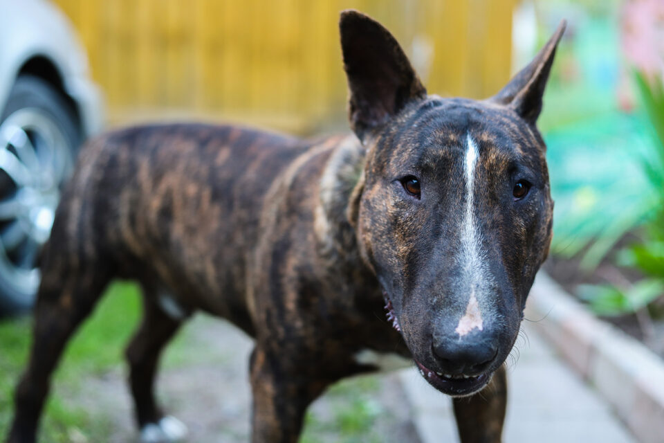 5 Bull Terrier Colors You Need To Know About