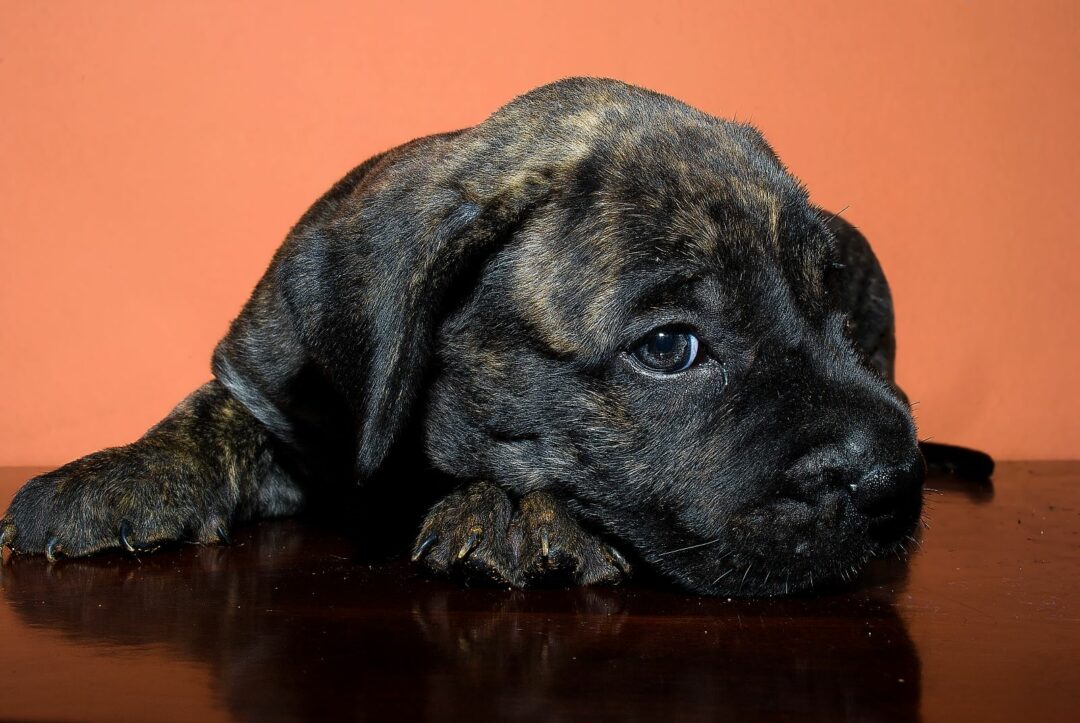 6 Perro De Presa Canario Colors: Patterns You Will Fall For