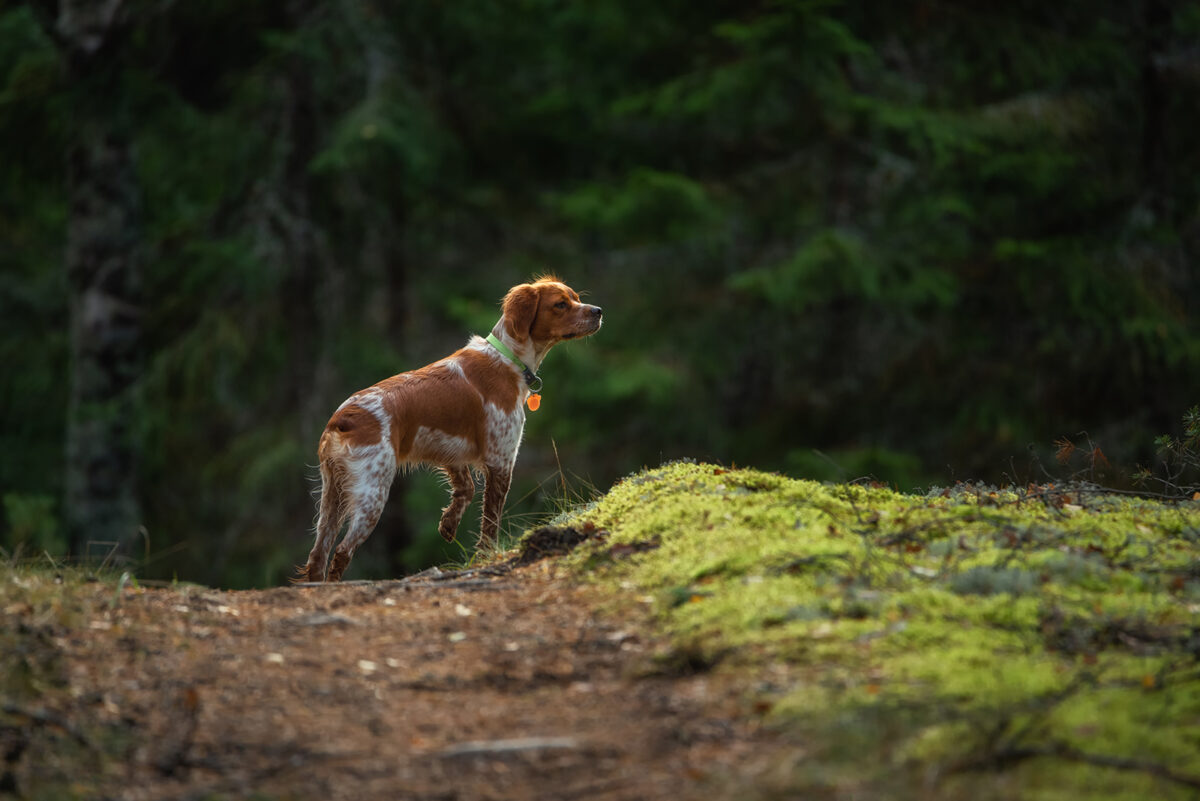 36 Bird Hunting Dog Breeds: Set, Flush, Point, Retrieve