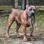 Boerboel 4 Colors & 4 Markings: Get To Know This Dog's Coat