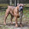 Boerboel 4 Colors & 4 Markings: Get To Know This Dog's Coat