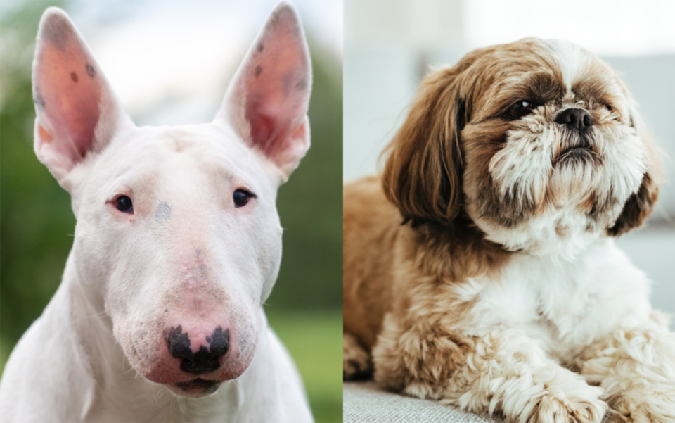 25 Bull Terrier Mixes You Need To Check Out