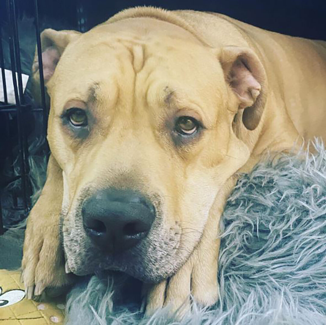 44 Perfect English Bulldog Mixes That You Will Simply Adore