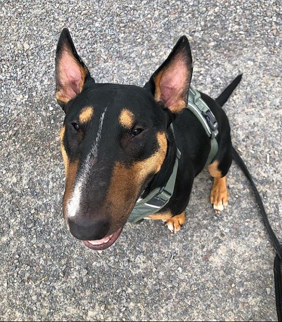 25 Bull Terrier Mixes You Need To Check Out