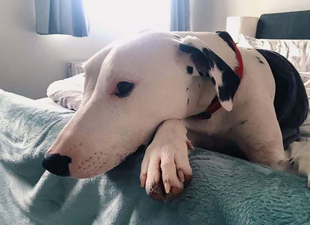 25 Bull Terrier Mixes You Need To Check Out