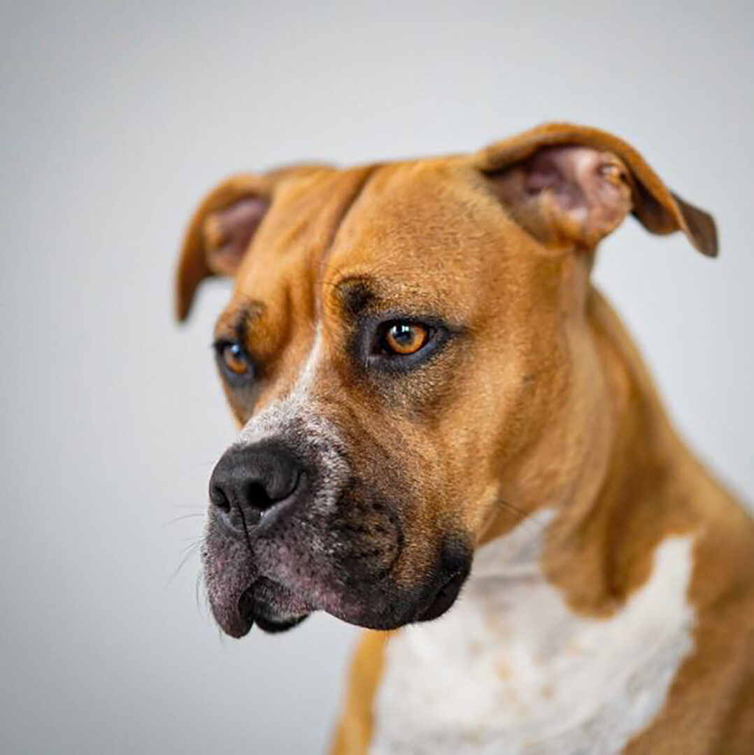 44 Perfect English Bulldog Mixes That You Will Simply Adore