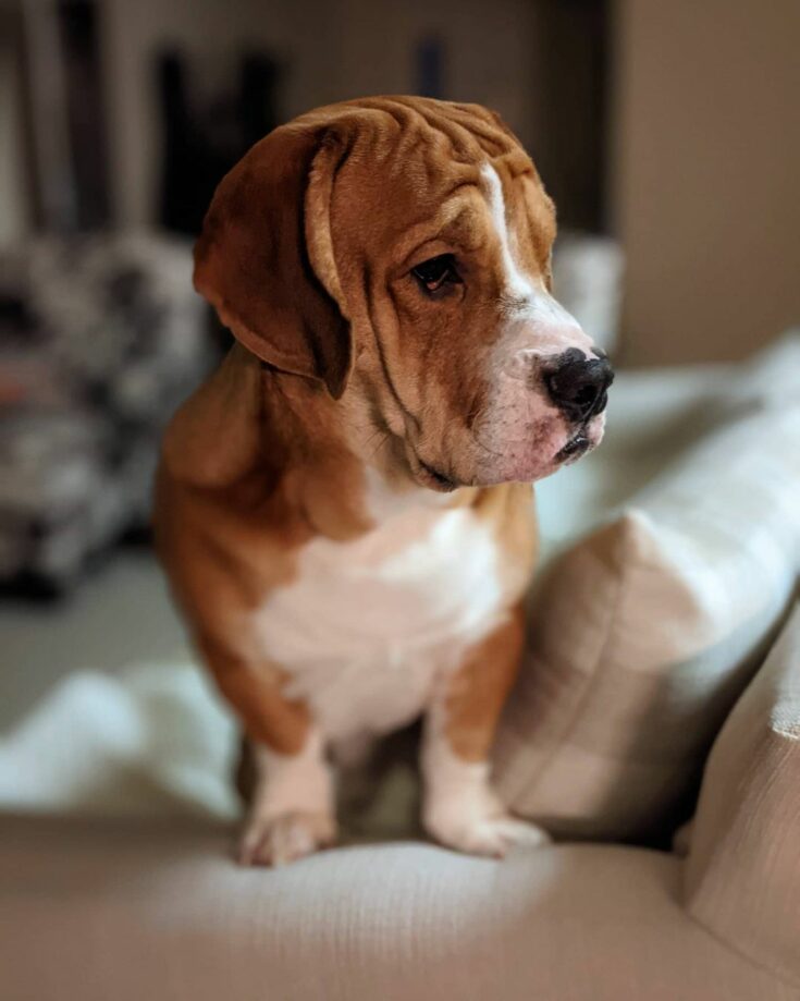 40 Basset Hound Mixes You Need To Know About