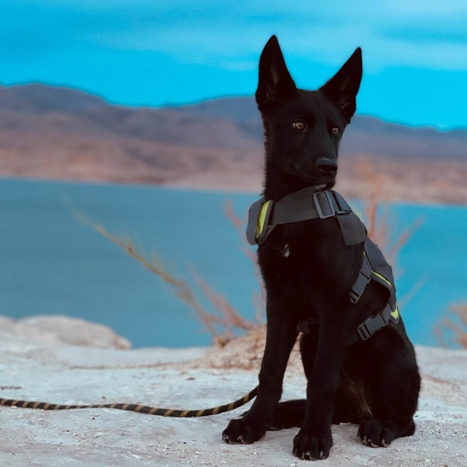 Meet 6 Mexican Dog Breeds And Spice Up Your Life