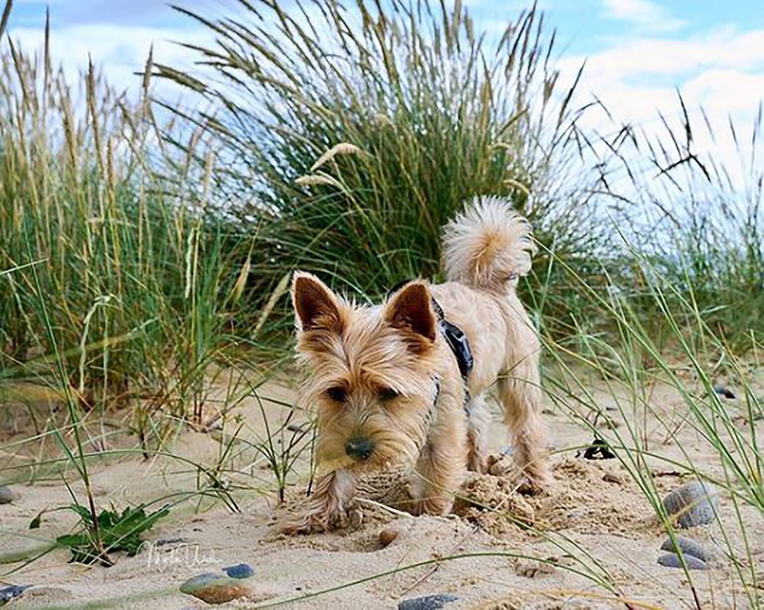 Yorkie Mixes: 40 Gorgeous Mixed Dog Breeds