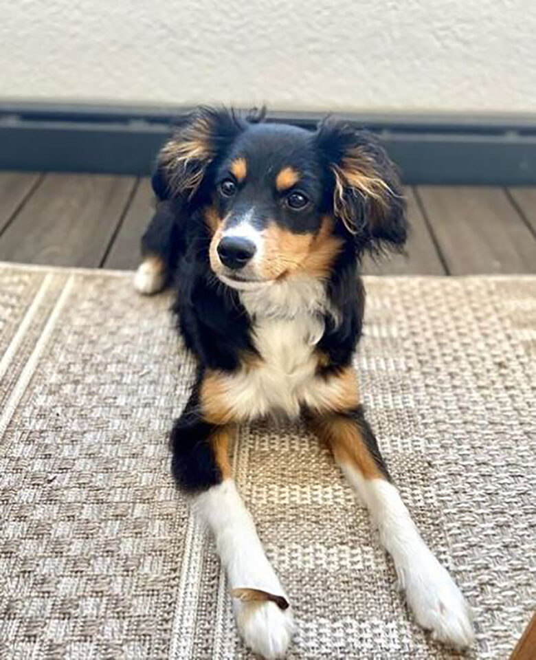 The Top 40 Shetland Sheepdog Mixes You Will Adore