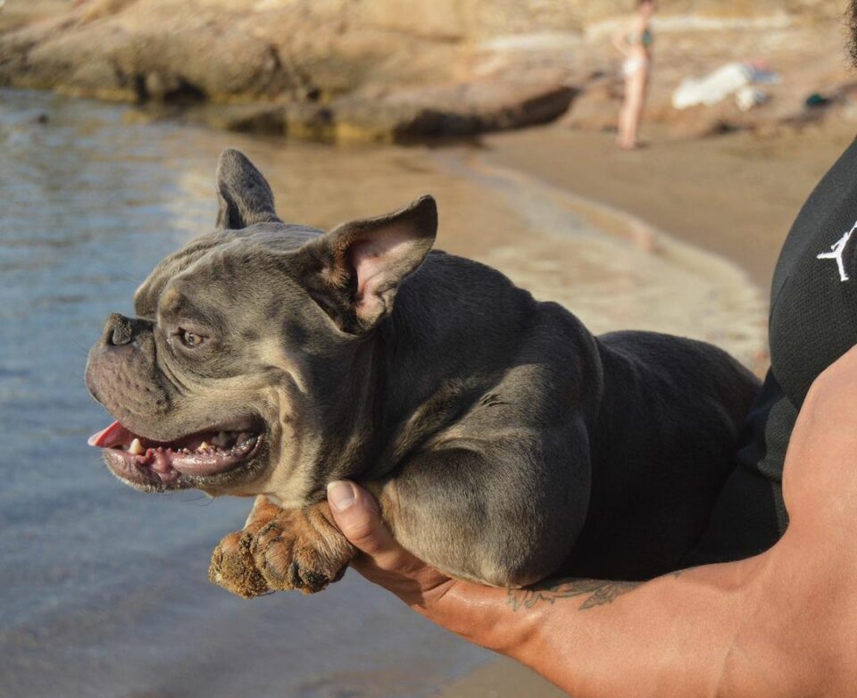 Meet 6 Mexican Dog Breeds And Spice Up Your Life