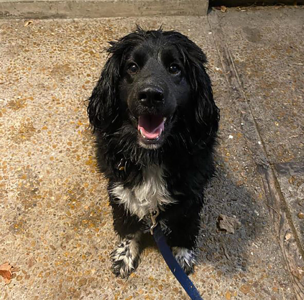 The Top 40 Shetland Sheepdog Mixes You Will Adore