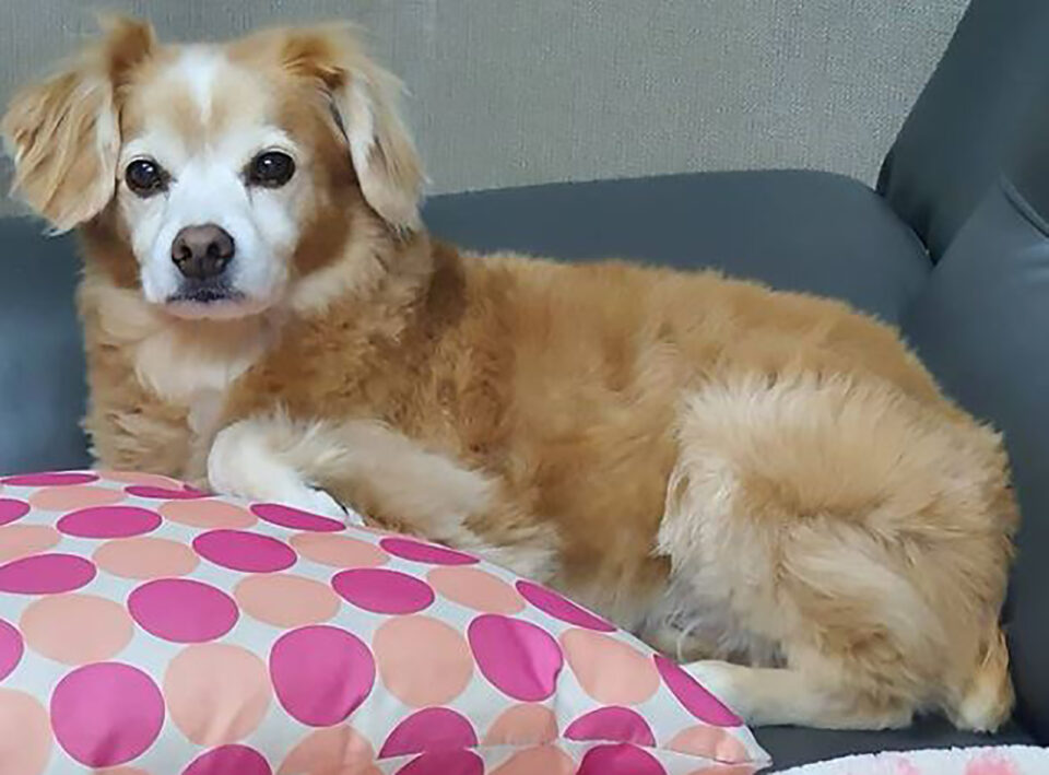 26 Pomeranian Mixes: Too Cute To Handle