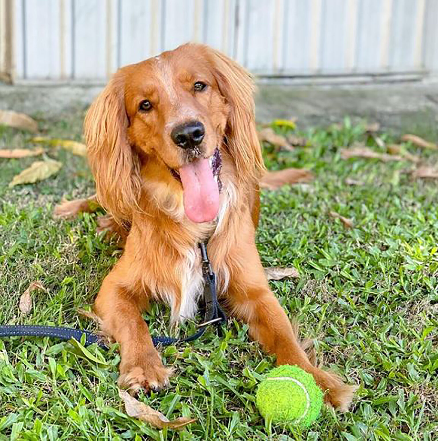 43 Border Collie Mixes: Remarkable “Canine Einsteins”