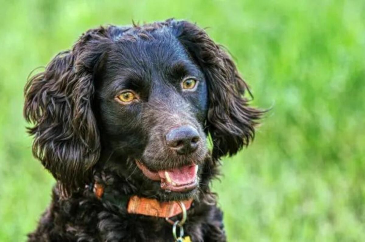 The Boykin Spaniel Colors: Do They Only Come In Brown?