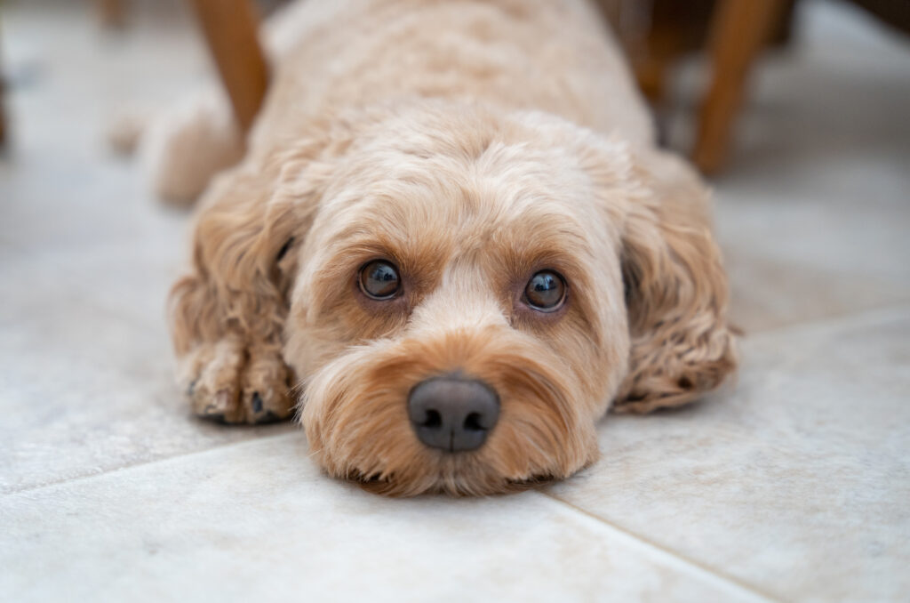 Cockapoo Colors How Many Adorable Variations Are There 