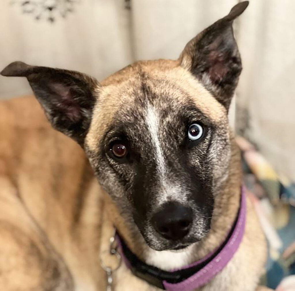 Belgian Malinois Husky Mix: A Glimpse Of The Amazing Belusky