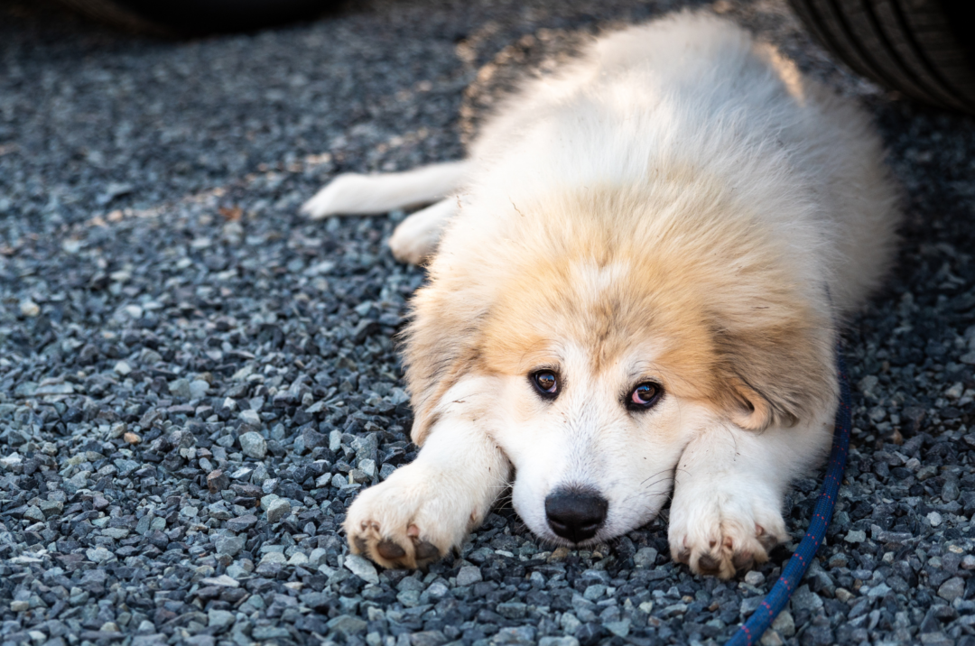 13 Reliable Great Pyrenees Breeders From Across The States