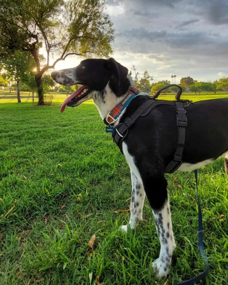 Dalmatian Husky Mix: Meet The Dalusky