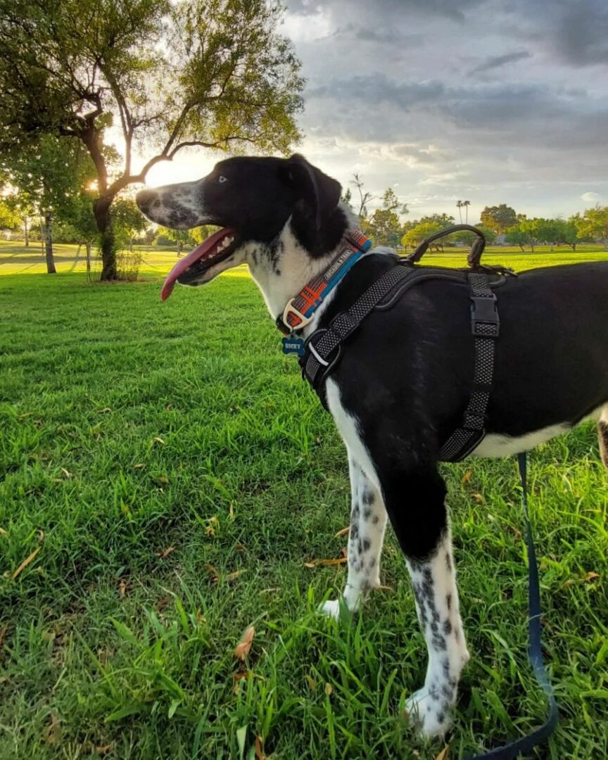 Dalmatian Husky Mix: Meet The Dalusky