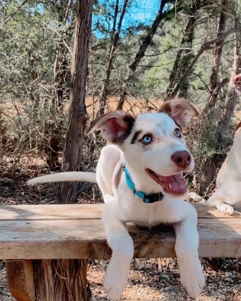 Dalmatian Husky Mix: Meet The Dalusky